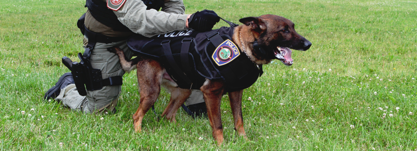 Man's Best Friend and Law Enforcement: The History of K9 Units - Inside ...