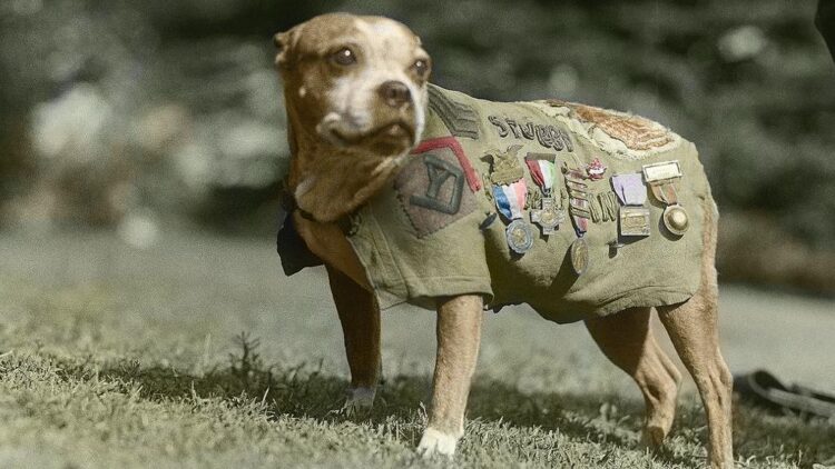 HISTORY OF THE US WAR DOGS - Inside Safariland