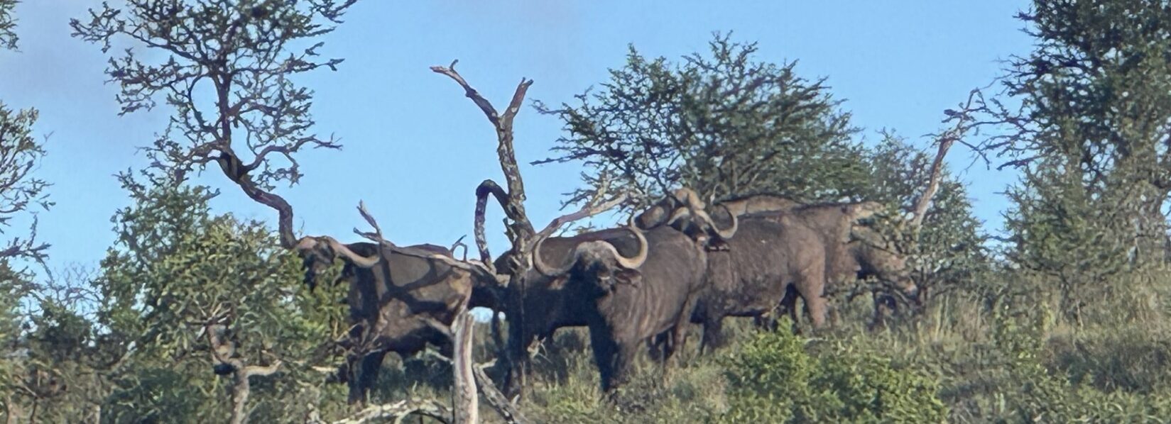 The Challenges of Hunting Cape Buffalo with a Revolver - Inside Safariland