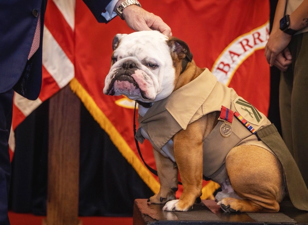 The Marine Corps Bulldog: Emblem, Icon, Spirit Animal